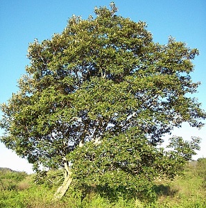 El poder del aceite esencial de alcanfor: tu mejor aliado para aliviar ...